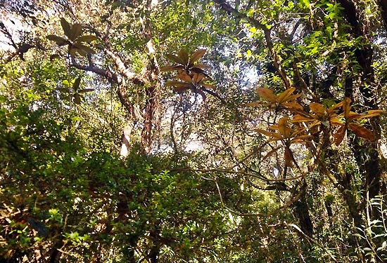 The Mawphlang Sacred Grove