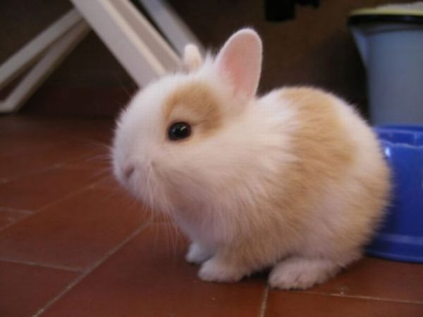 Here is why you should own a bunny as your pet - One World News