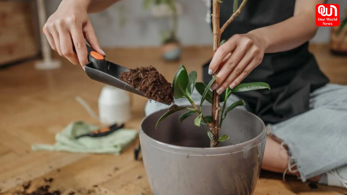 How To Grow Plants Using Coffee Grounds, Tea, and Kitchen Waste